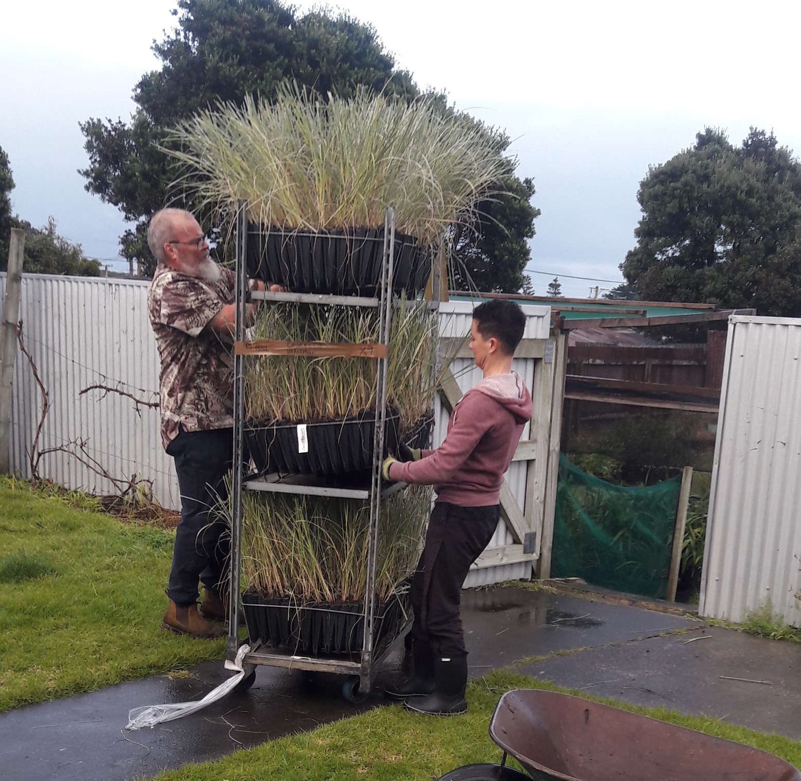 Spinifex – Castlecliff Coast Care